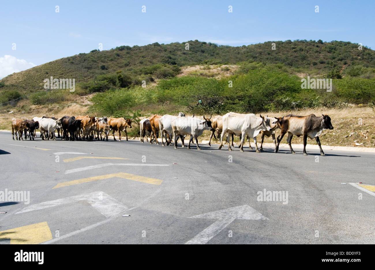 Cows on a road on the island Isla de Margarita, Venezuela Stock Photo ...