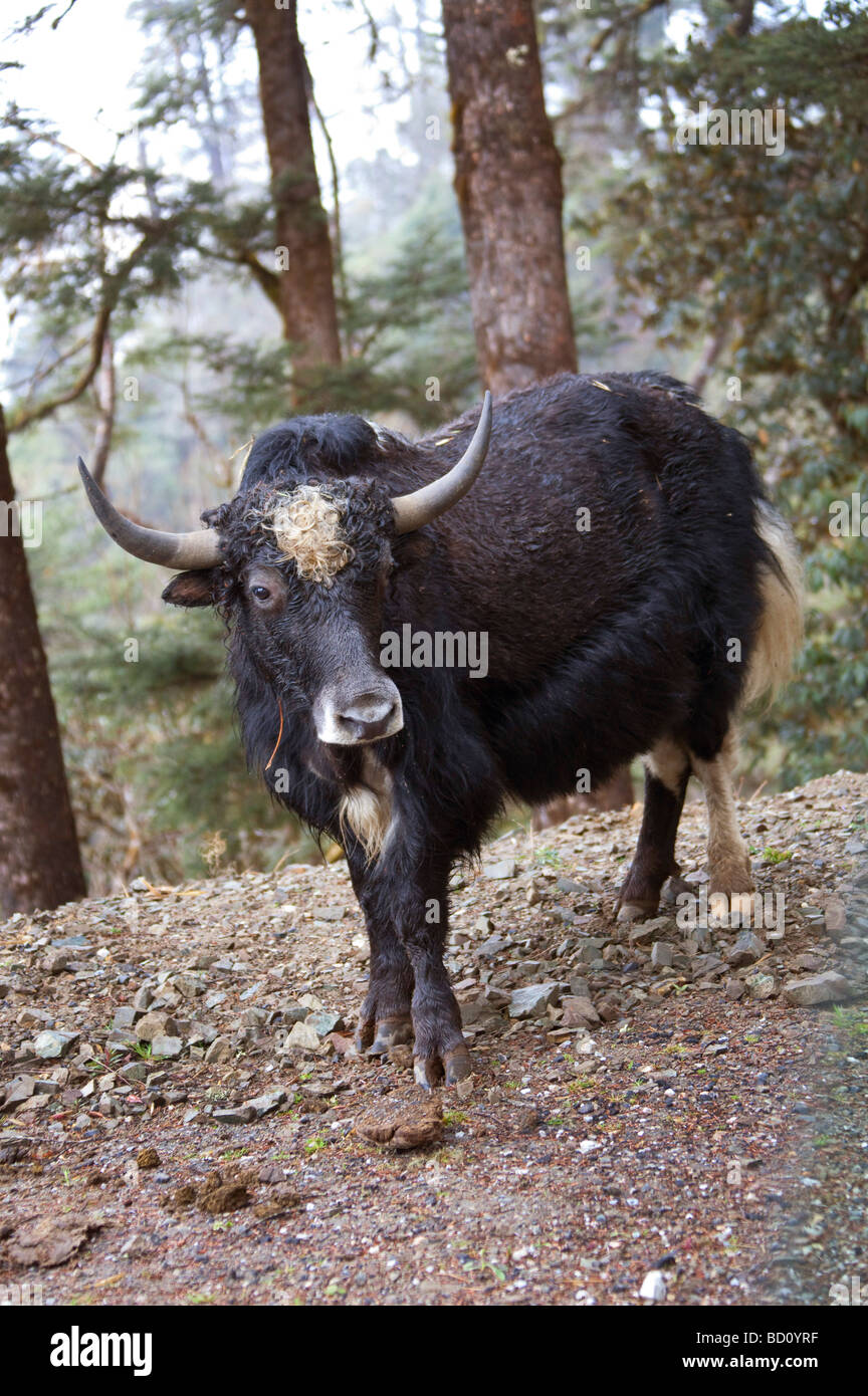 Yak cow walking in forest, facing. Gantey district. Bhutan Asia 91858 ...
