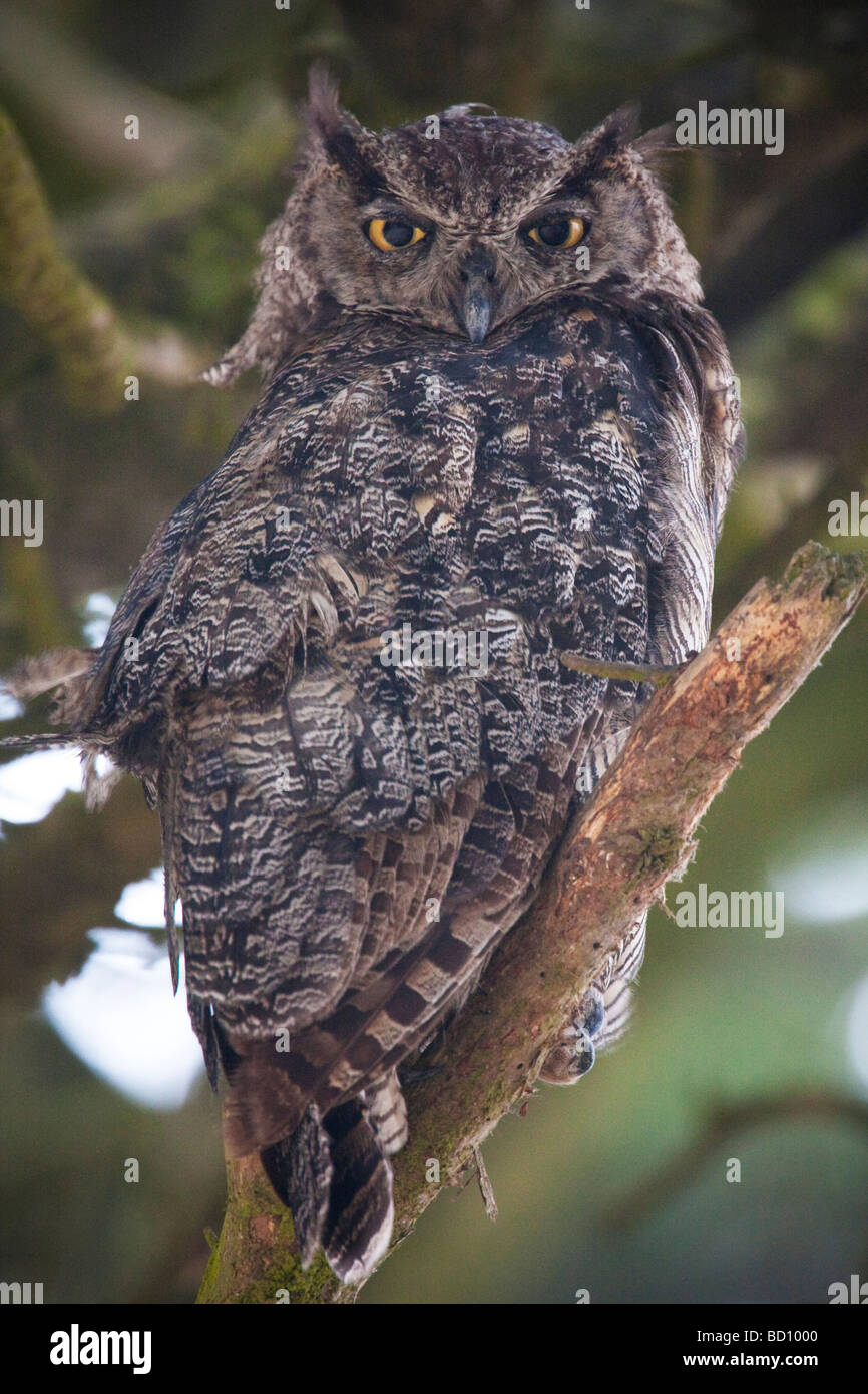 Male Great Horned Owls, Point Reyes National Seashore, California, USA ...