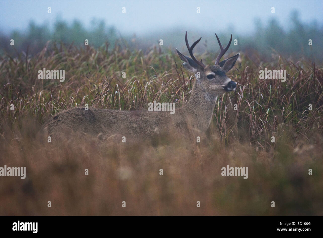 Male mule deer with antlers in Point Reyes National Seashore at dawn ...