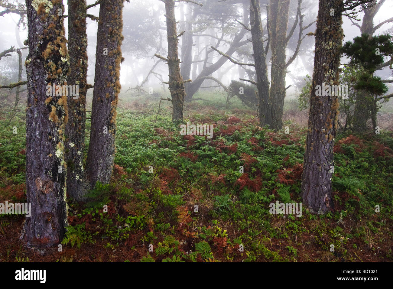 Mount Vision Road at dawn in the fog, Point Reyes National Seashore ...