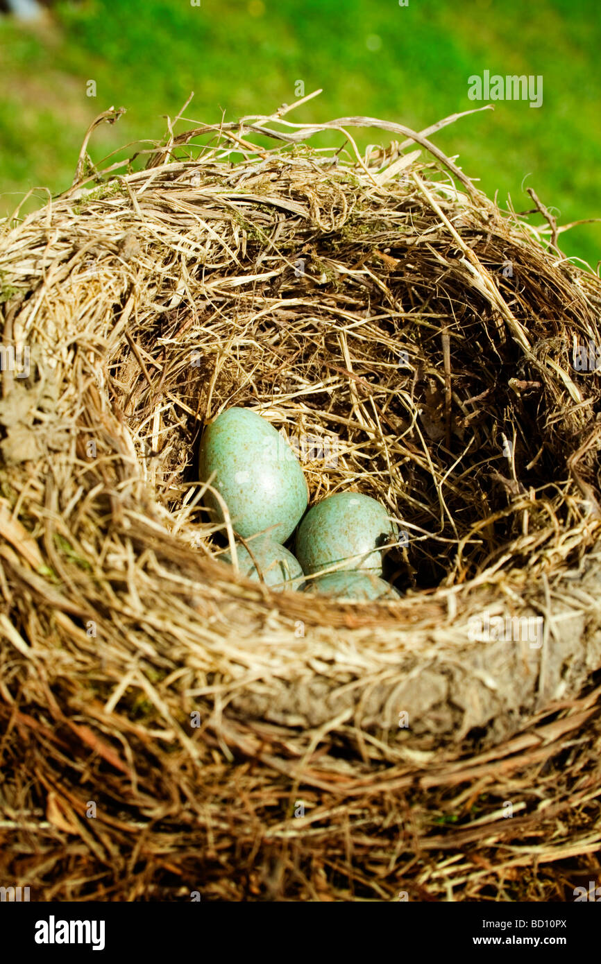 eggs in nest Stock Photo - Alamy