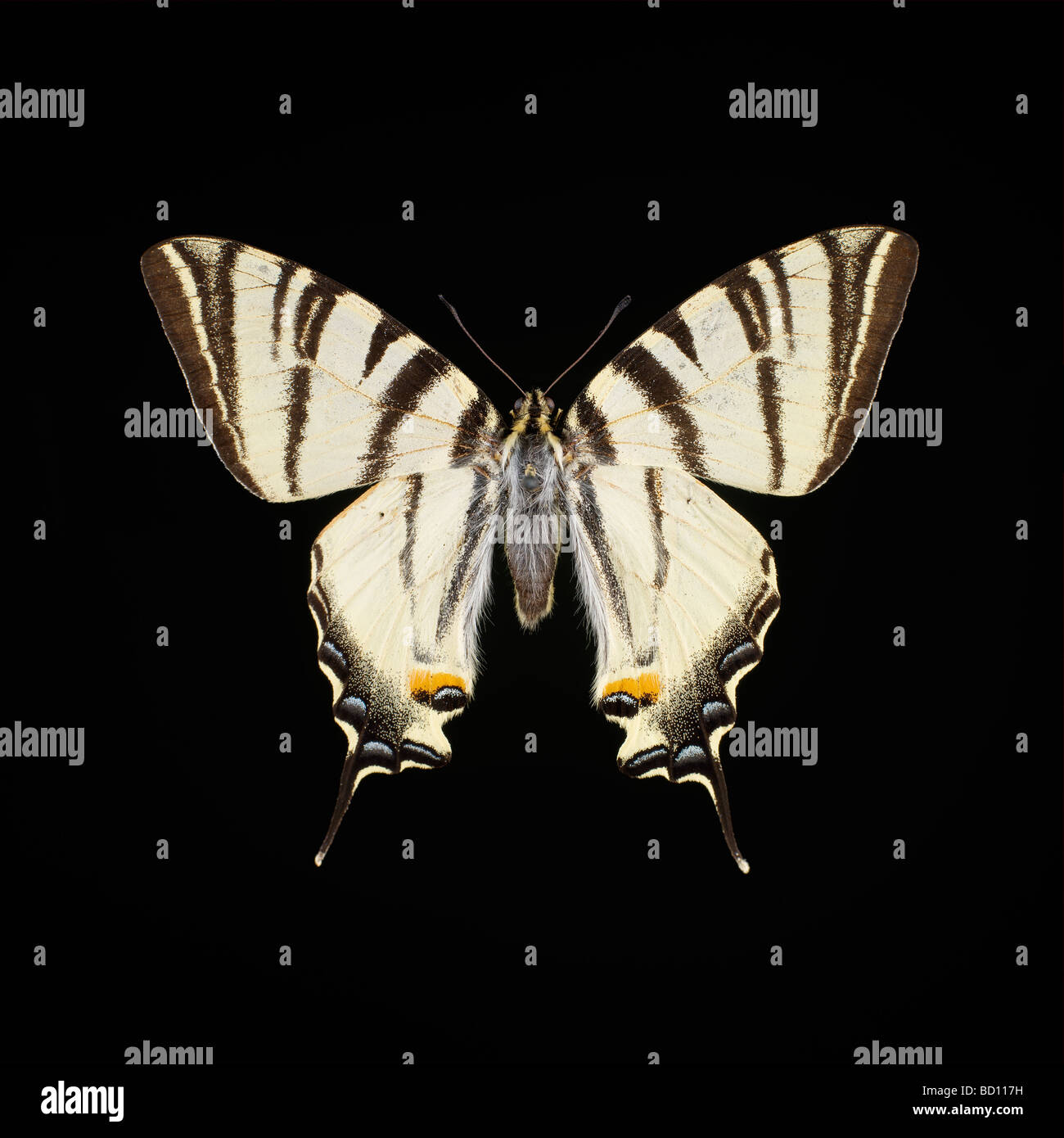 Yellow brimstone butterfly hi-res stock photography and images - Alamy