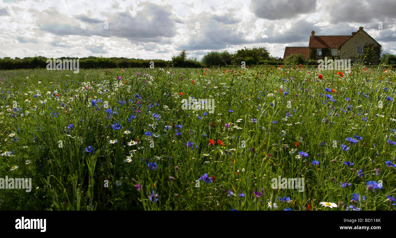 wild flower field Stock Photo - Alamy