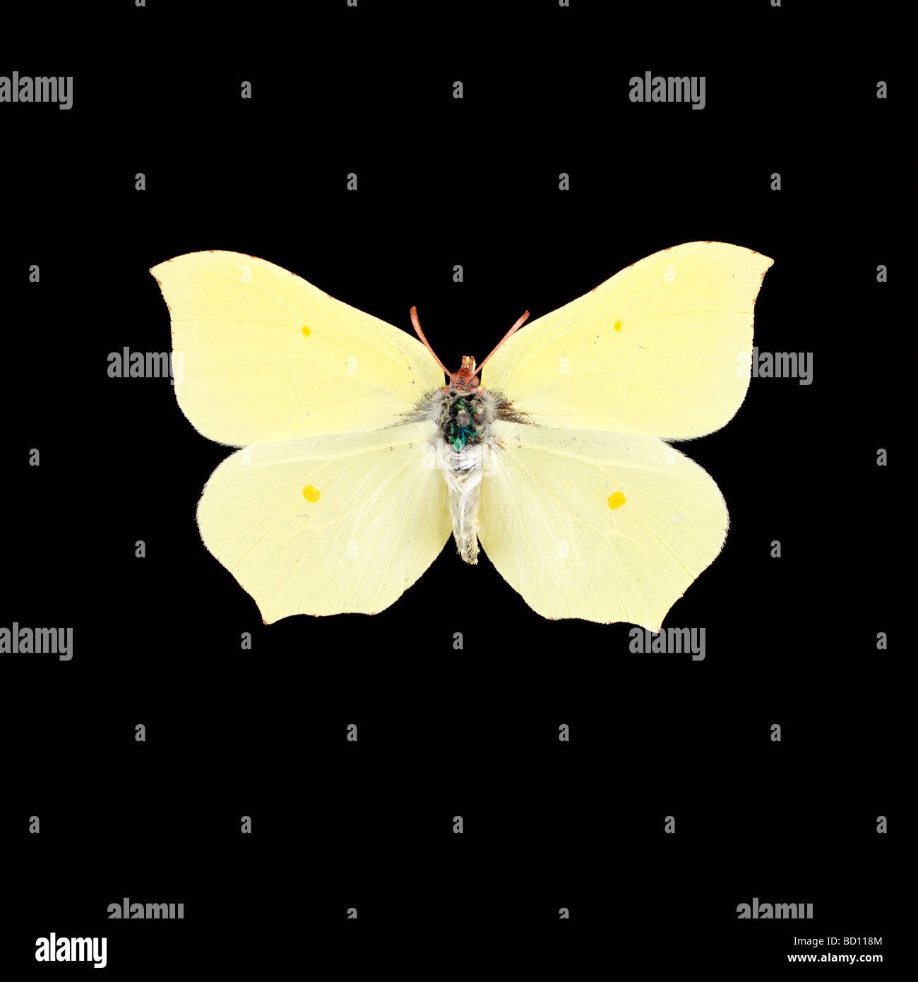Yellow butterfly brimstone hi-res stock photography and images - Alamy