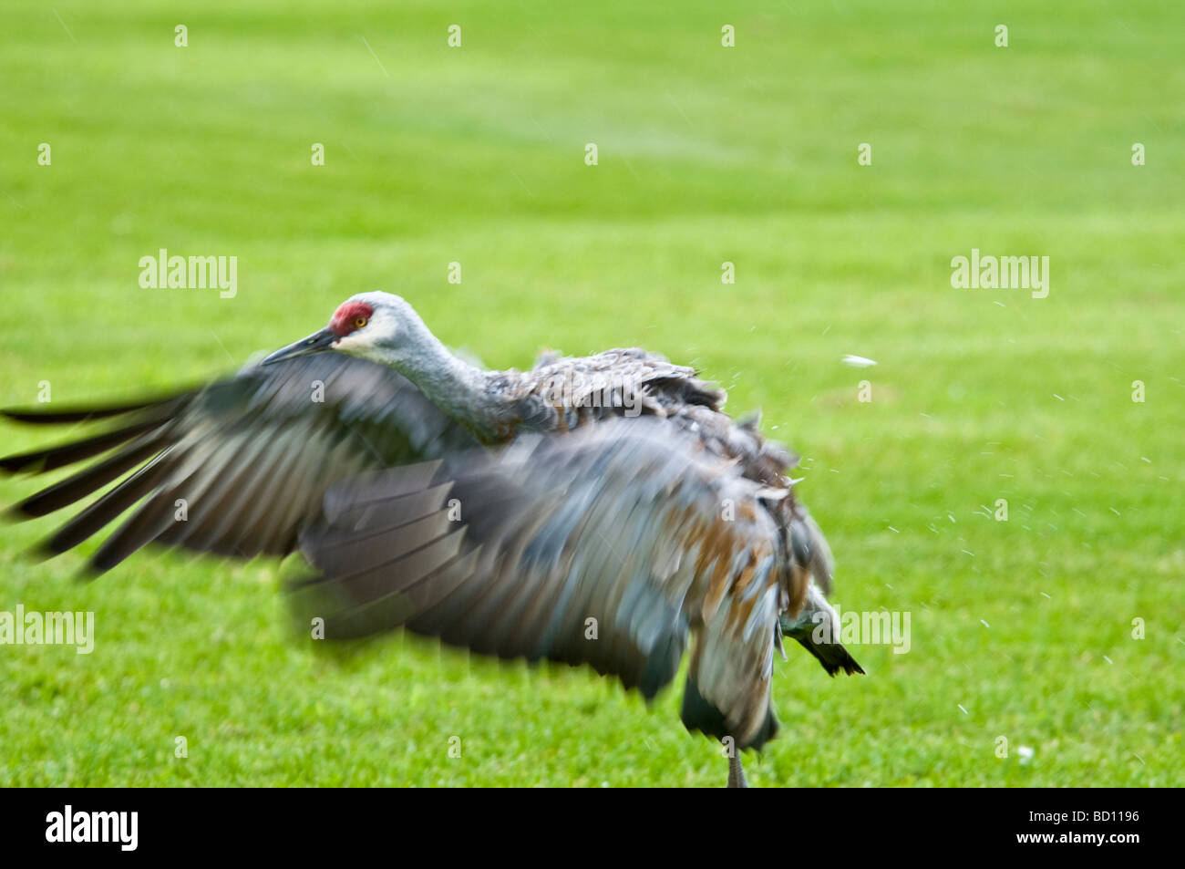 Crane with wings spread hi-res stock photography and images - Alamy