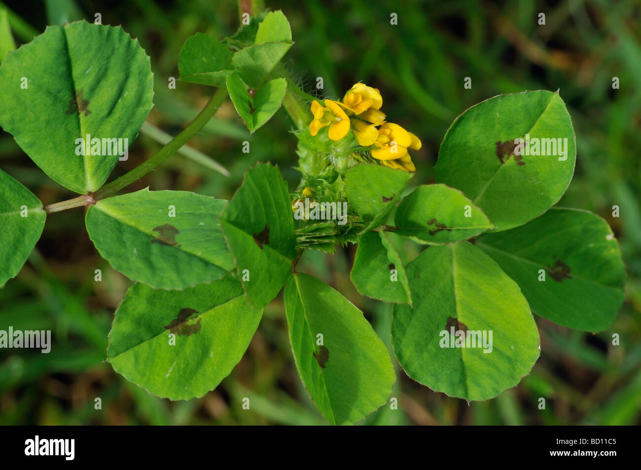 Spotted Medick Medicago arabica Stock Photo - Alamy