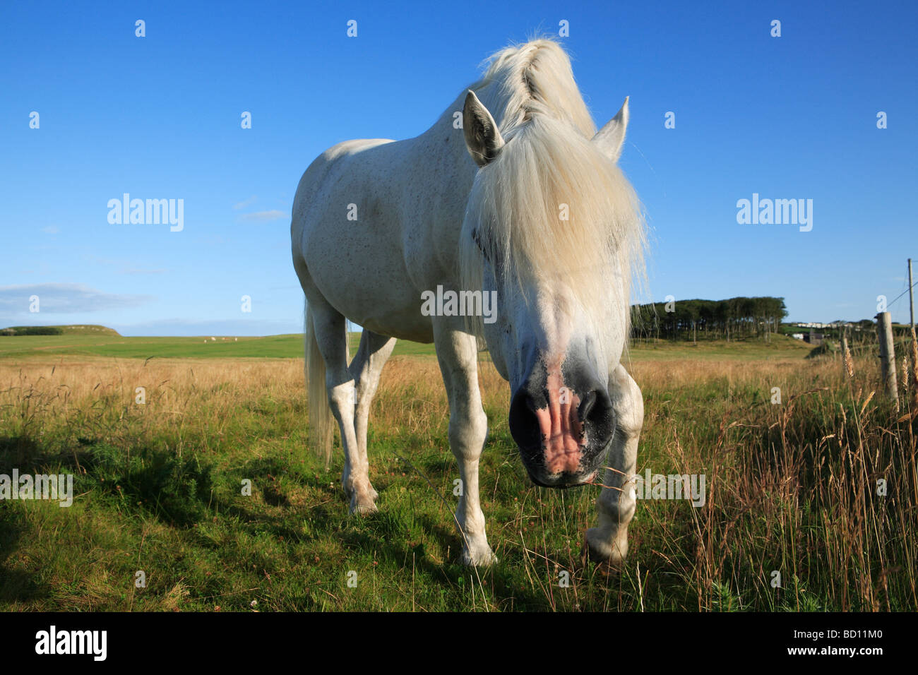 Angry horse Ireland Stock Photo - Alamy