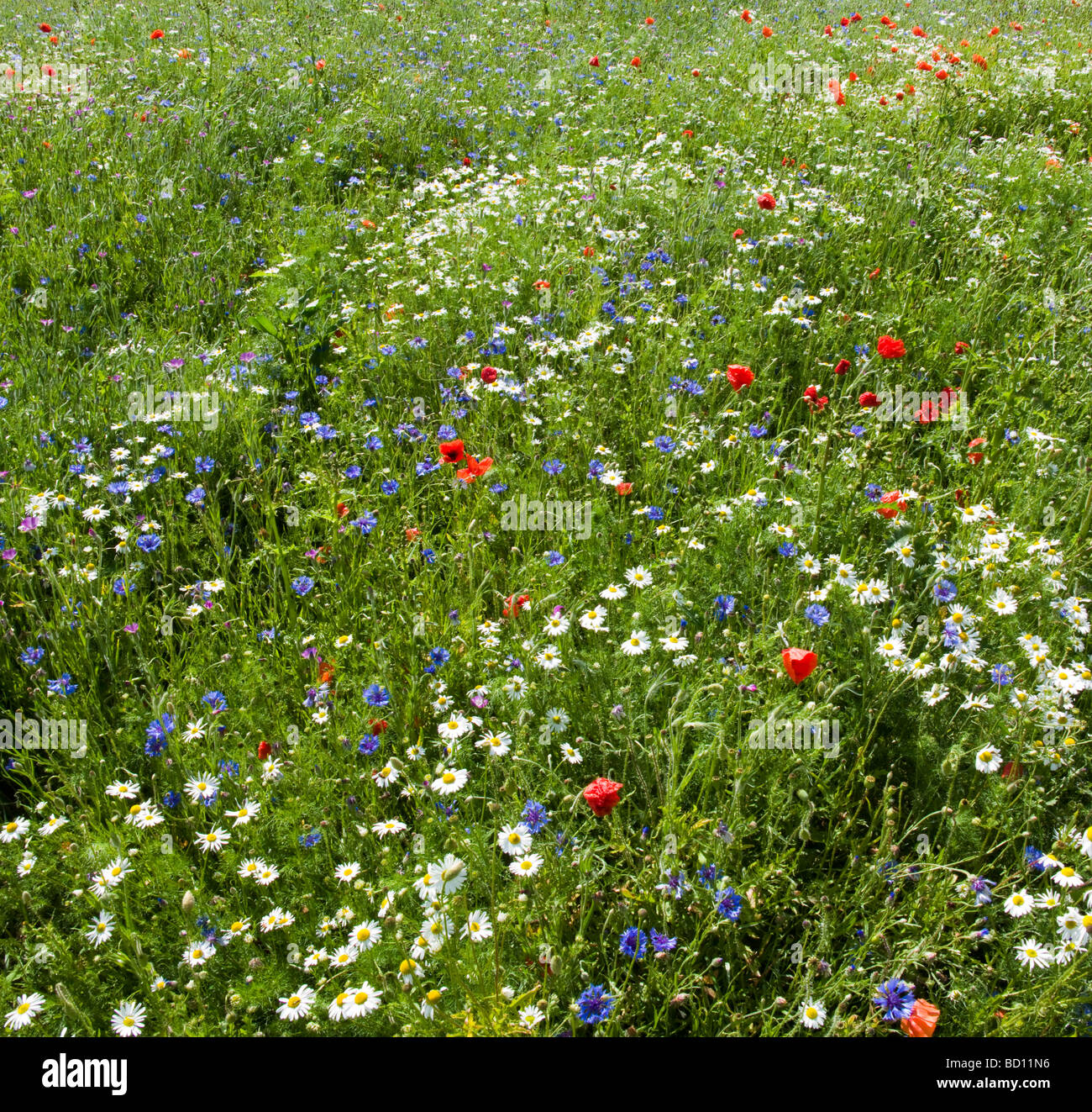 wild flower field Stock Photo - Alamy