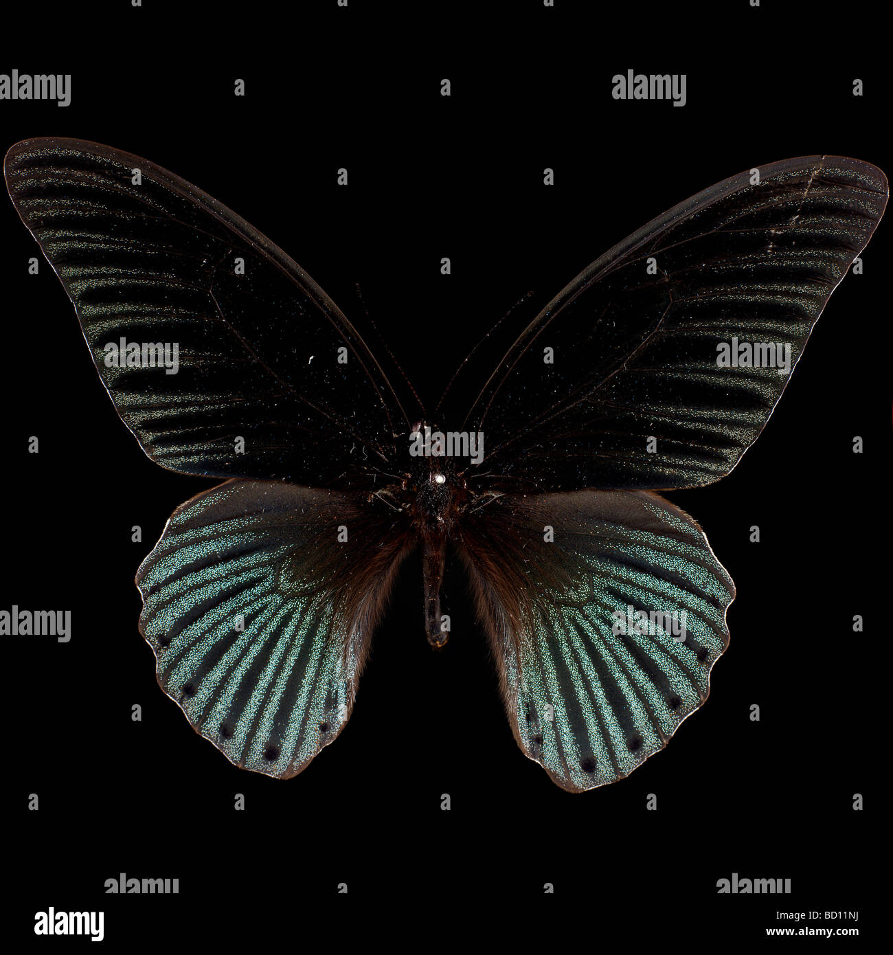 black butterfly Memnon, lack background Stock Photo - Alamy