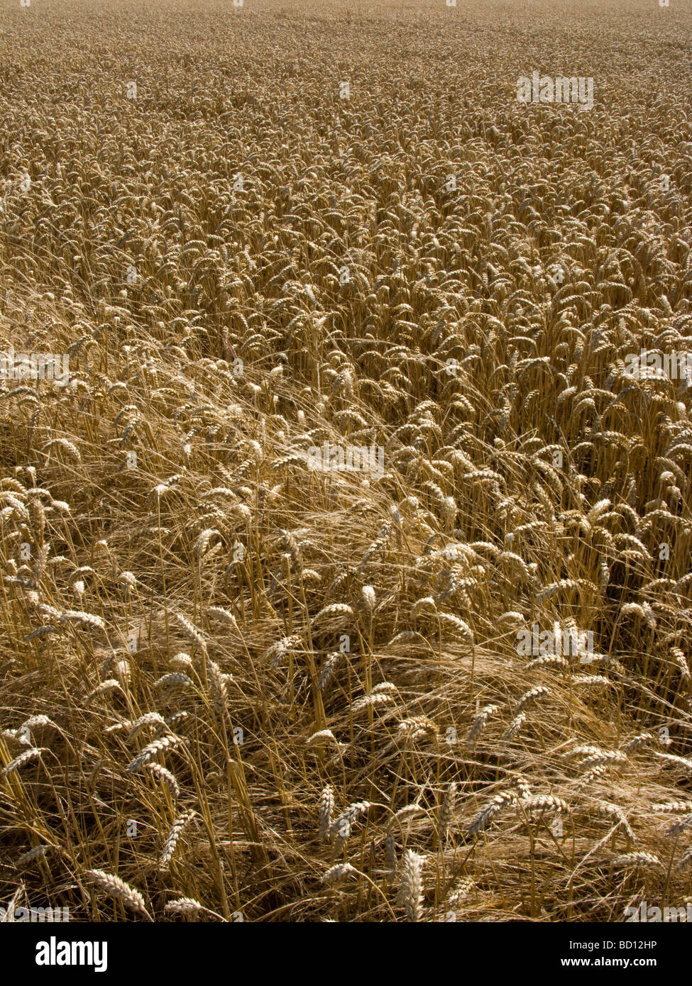 Corn field in back ground hi-res stock photography and images - Alamy