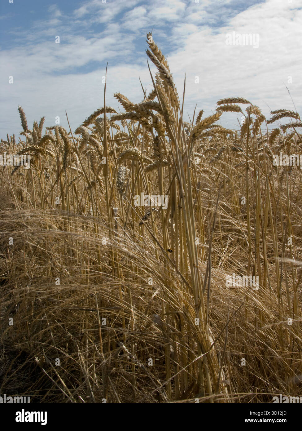 Corn field in back ground hi-res stock photography and images - Alamy