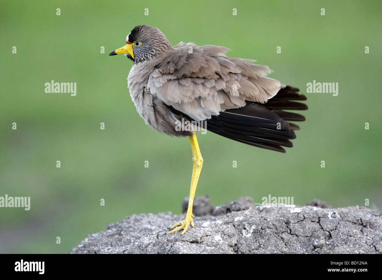 African bird with yellow legs Stock Photo - Alamy