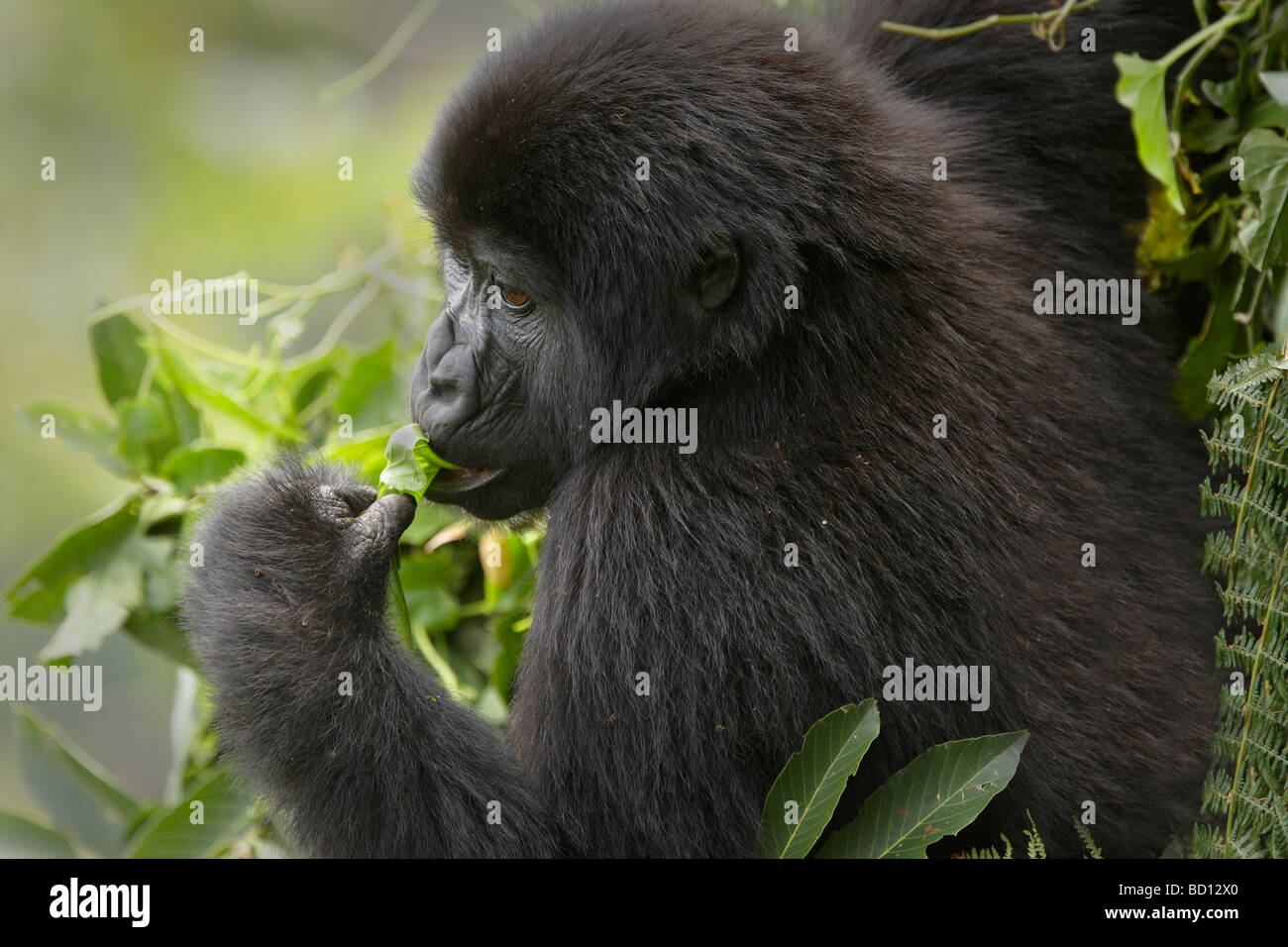 Young mountain Gorilla eating leaves Stock Photo - Alamy