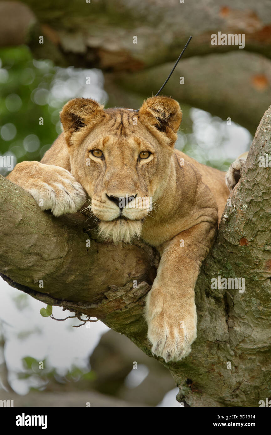 African lions, Queen Elizabeth National Park Stock Photo - Alamy