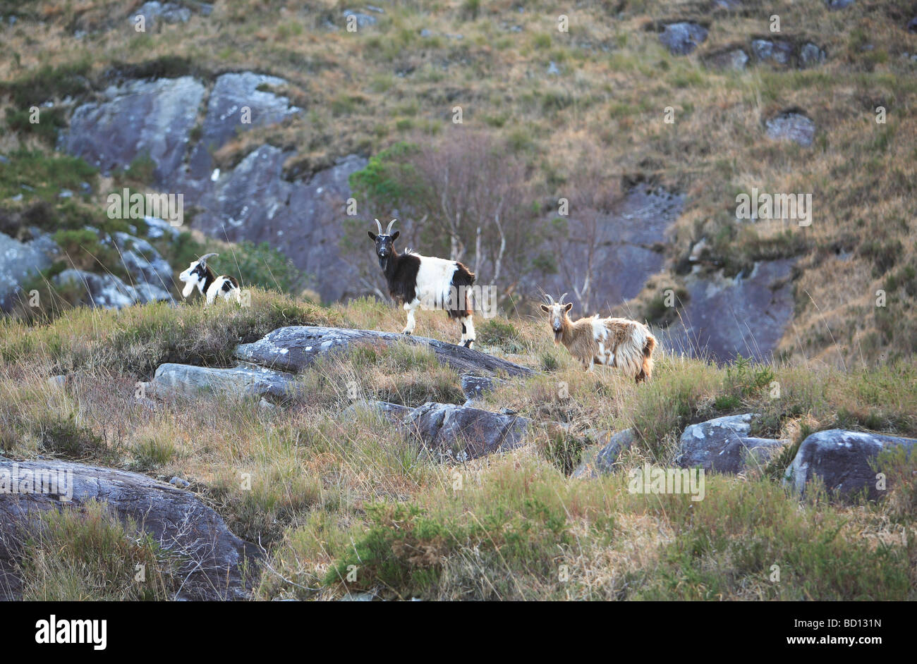 Wild mountain goats Co. Kerry Ireland Stock Photo - Alamy