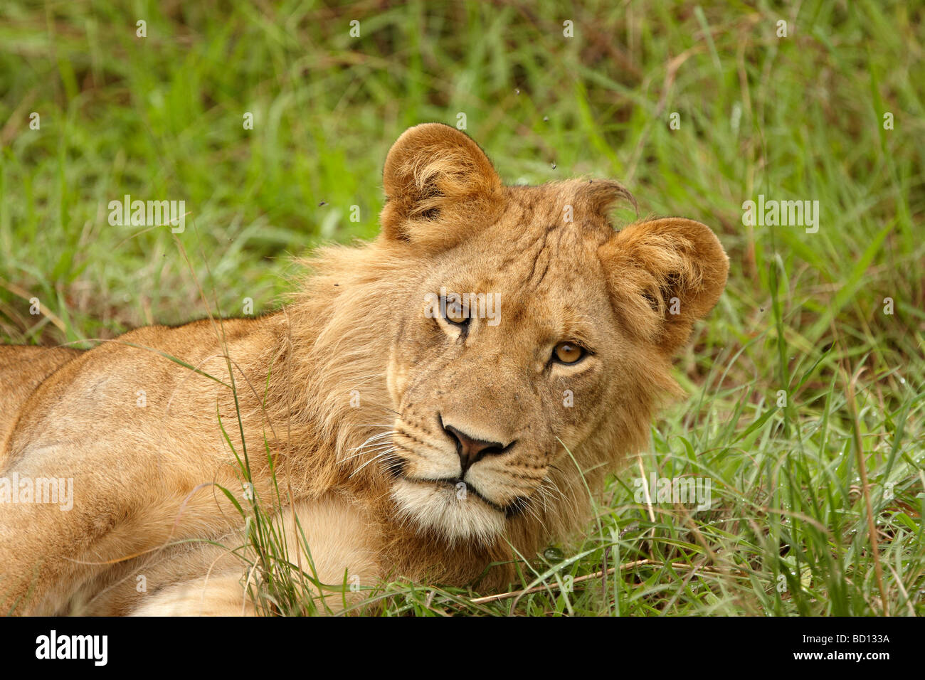 African lions, Queen Elizabeth National Park Stock Photo - Alamy
