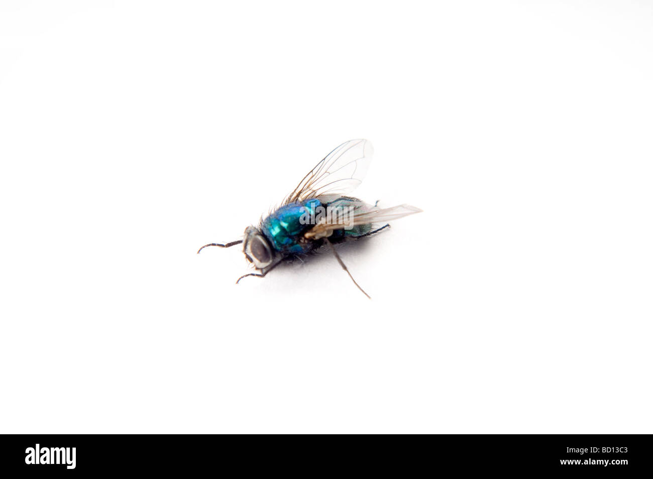 Common House Fly Stock Photos & Common House Fly Stock Images - Alamy