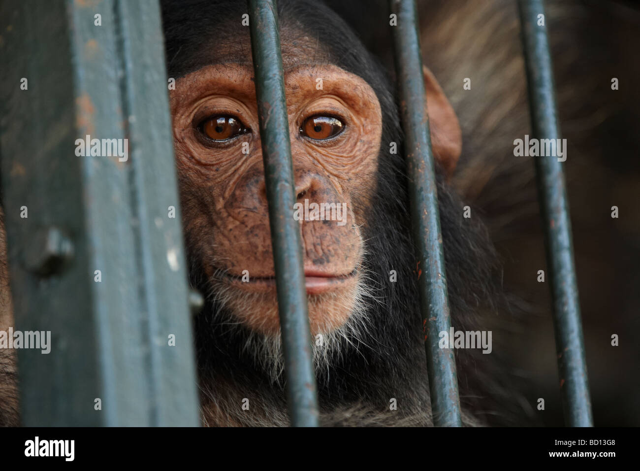 Juvenile chimpanzee behind bars Stock Photo - Alamy