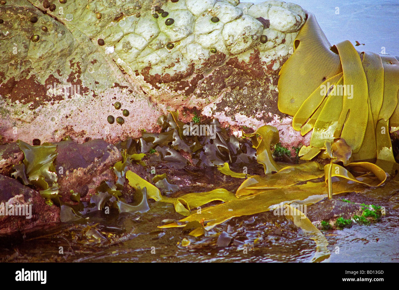 New Zealand - Seaweed and shellfish on the rocks in Kaikoura, South ...