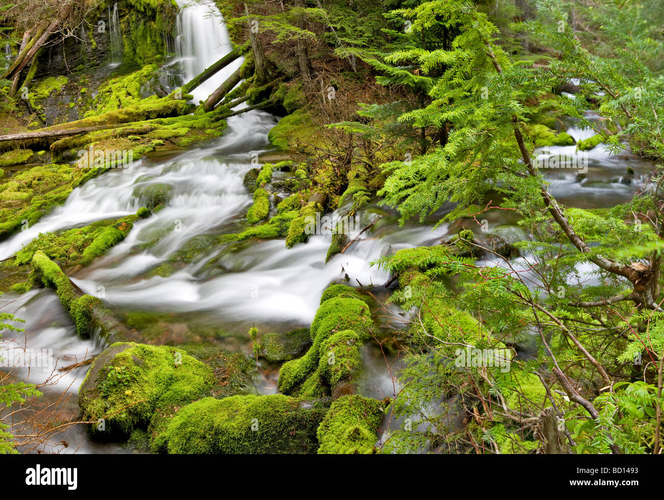 Big Spring Creek with mossy rocks and waterfalls Gifford Pinchot ...