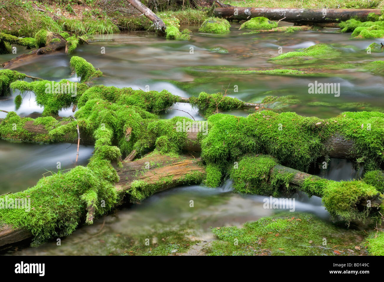 Big Spring Creek with mossy rocks Gifford Pinchot National forest ...