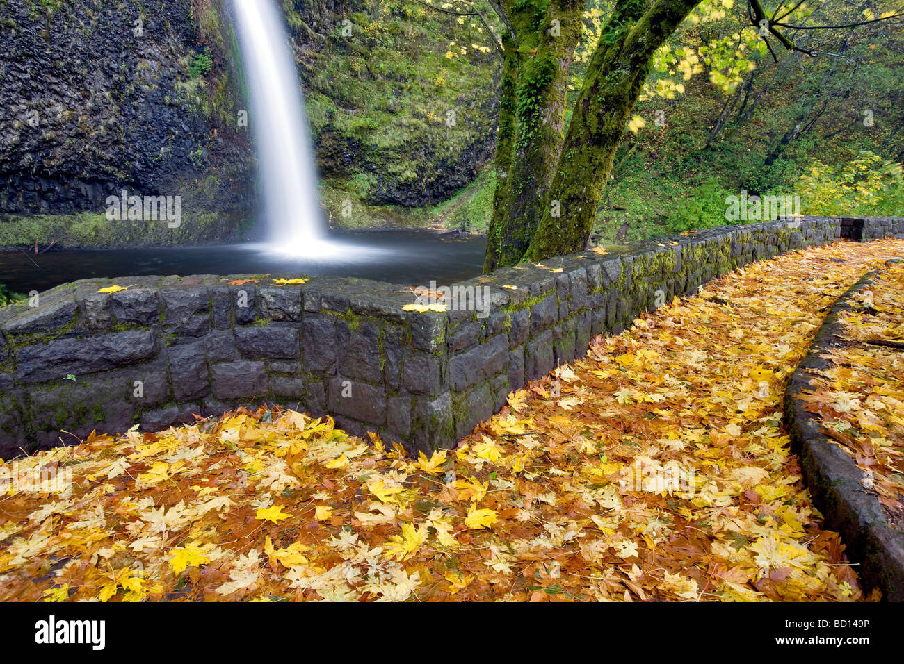 Horsetail falls and rock path with fall colored maple leaves Columbia ...