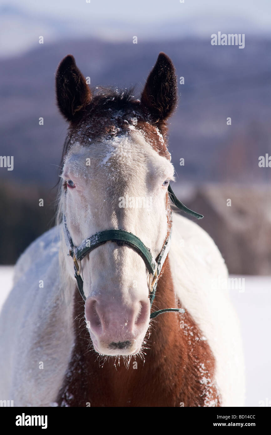 Portrait of the horse Stock Photo - Alamy