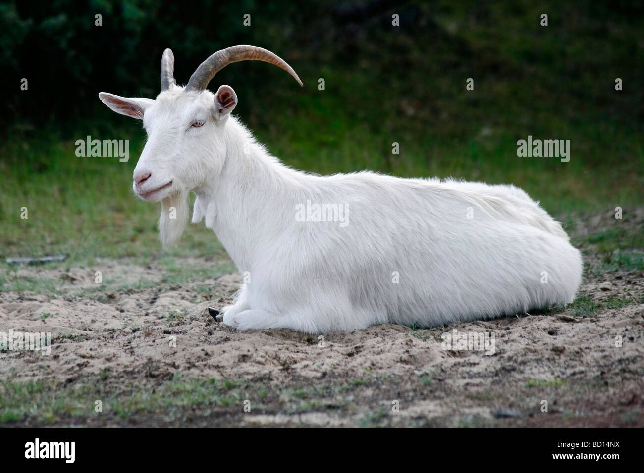 white goat lying on the ground Stock Photo - Alamy
