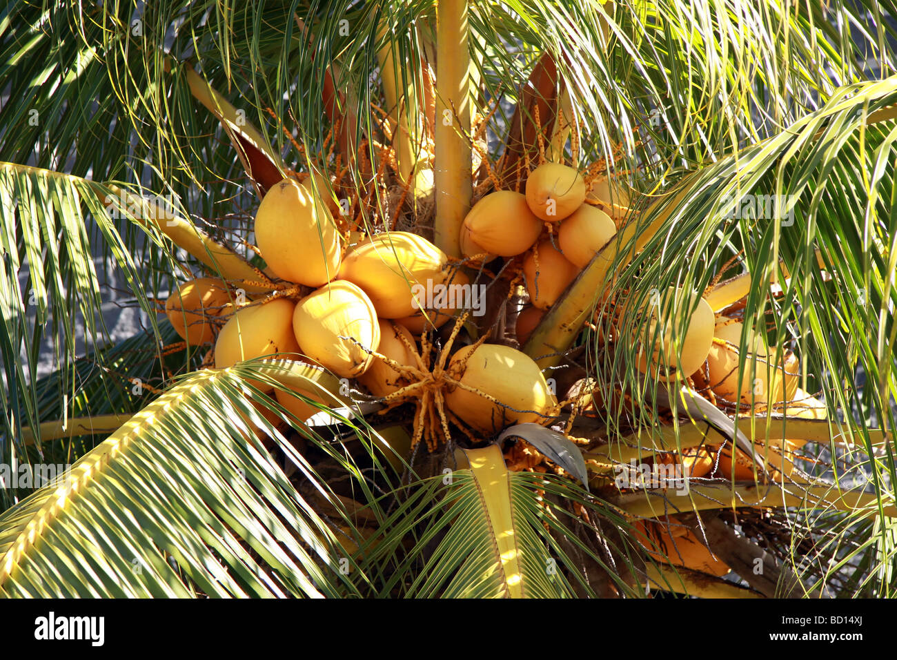 Close up bunch coconut fruit hi-res stock photography and images - Alamy