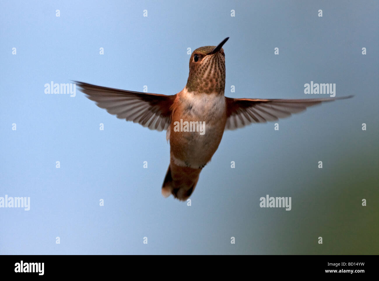 Female rufous hummingbird hi-res stock photography and images - Alamy