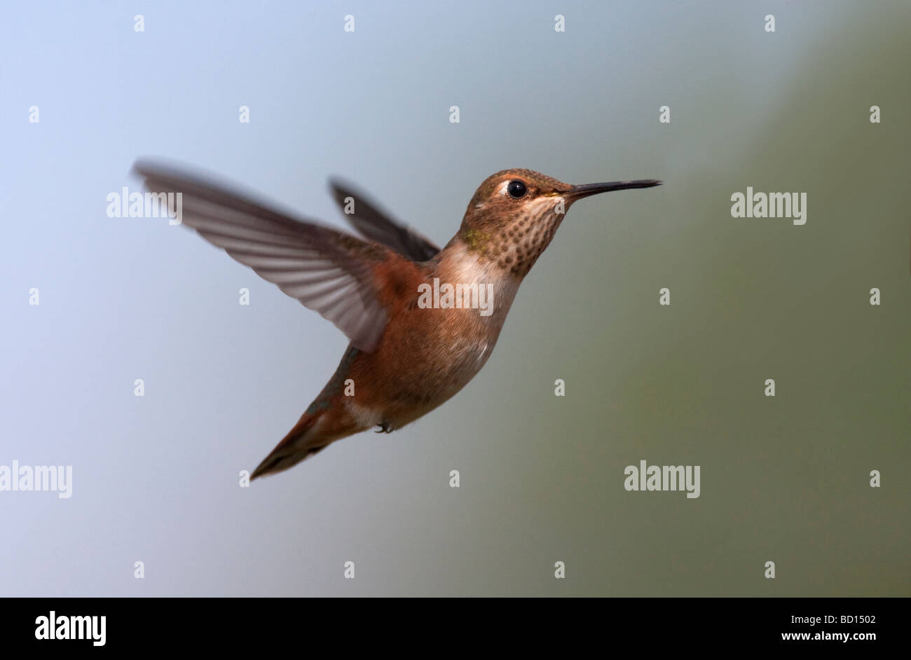 Female rufous hummingbird hi-res stock photography and images - Alamy