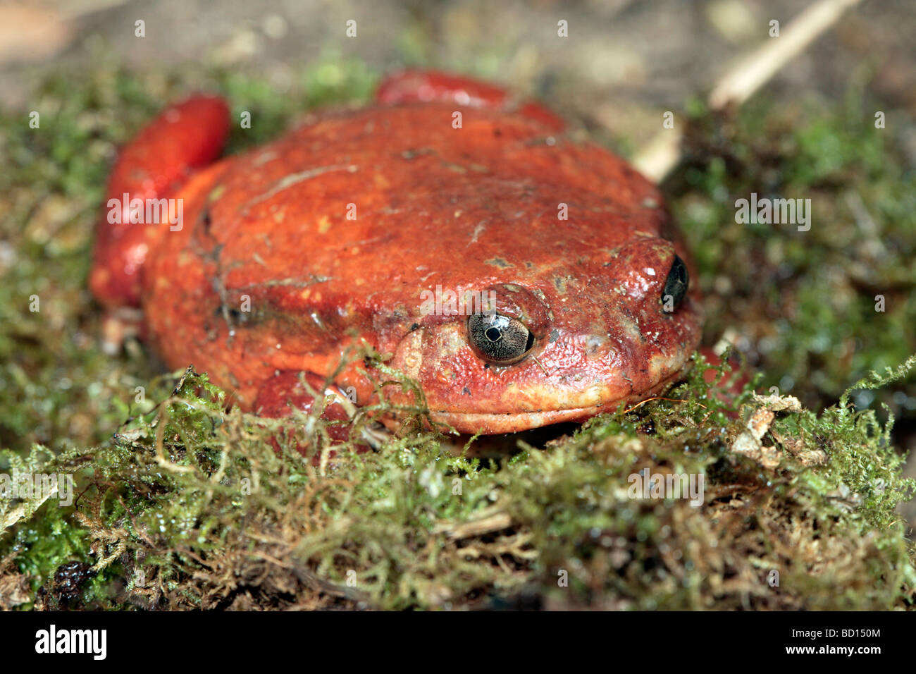 Tomato Frog Dyscophus Antongilii Madagascar High Resolution Stock ...