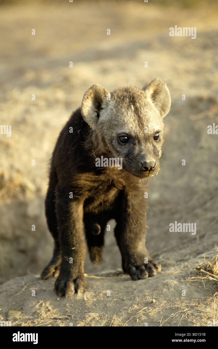 Spotted Hyena (Crocuta crocuta Stock Photo - Alamy