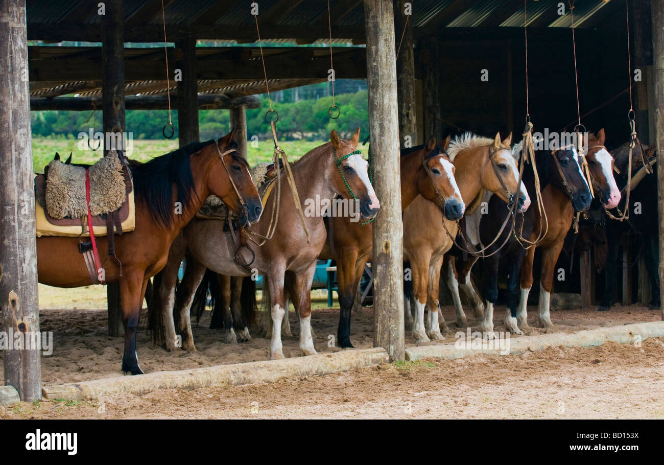 Uruguay countryside ranch hi-res stock photography and images - Alamy