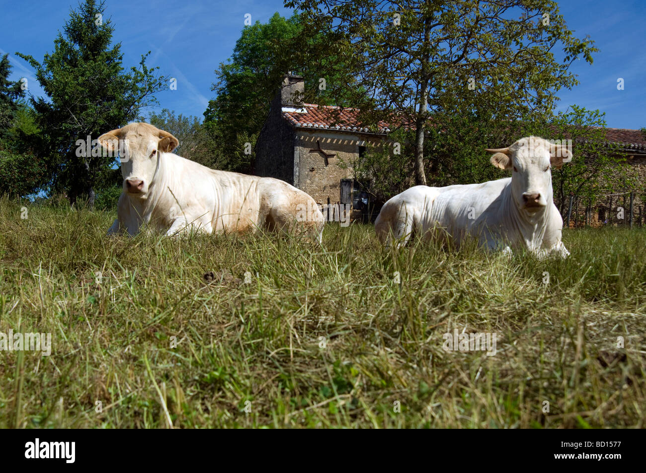 Bovine resting hi-res stock photography and images - Alamy
