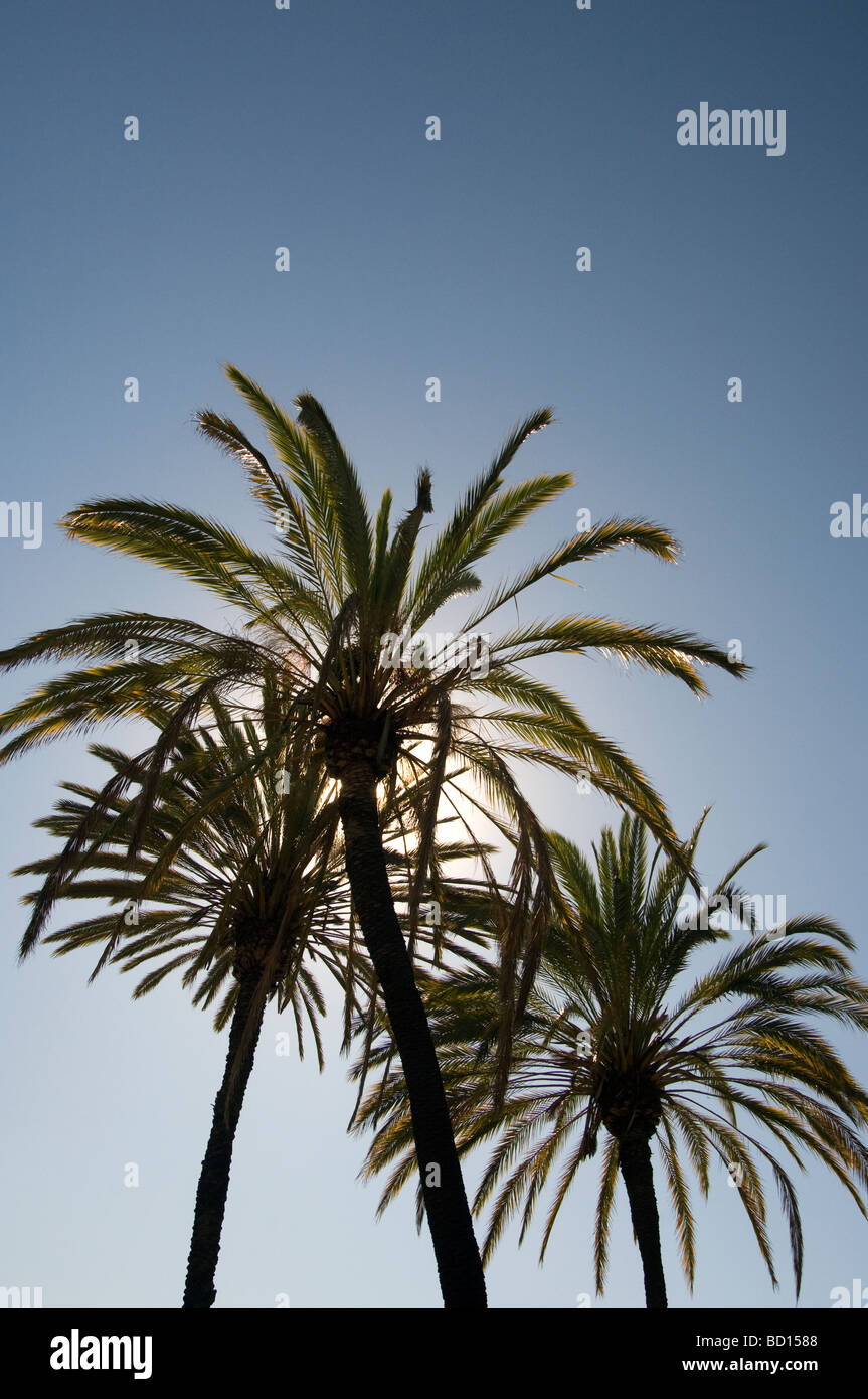 Blue sky tropical palm trees hi-res stock photography and images - Alamy