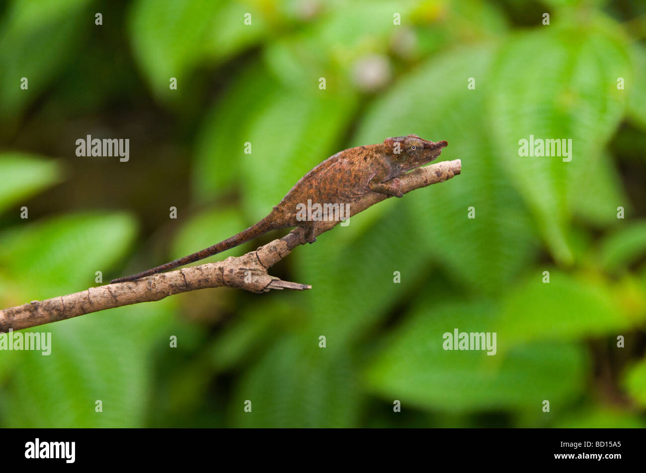 stump tailed pygmy chameleon Brookesia minima in Montagne d Ambre ...