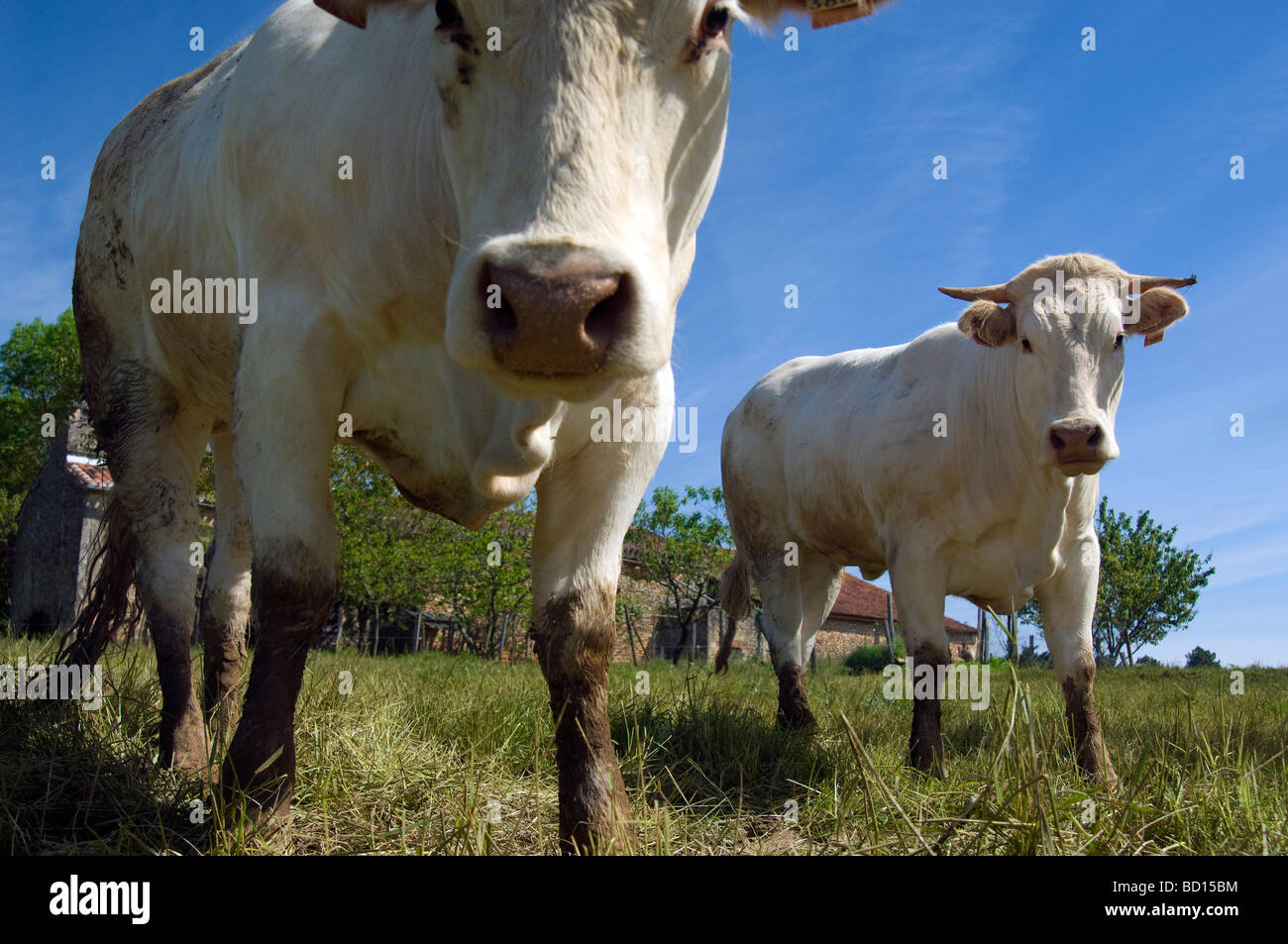 Cows in pasture Stock Photo - Alamy