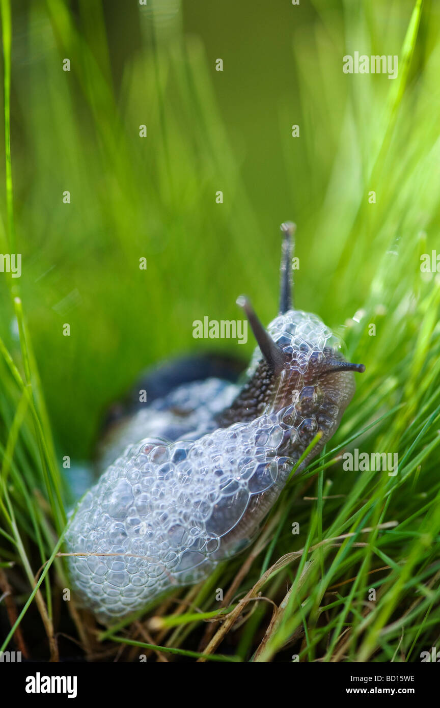 Snail in the grass foaming. Snails defence mechanism Stock Photo - Alamy