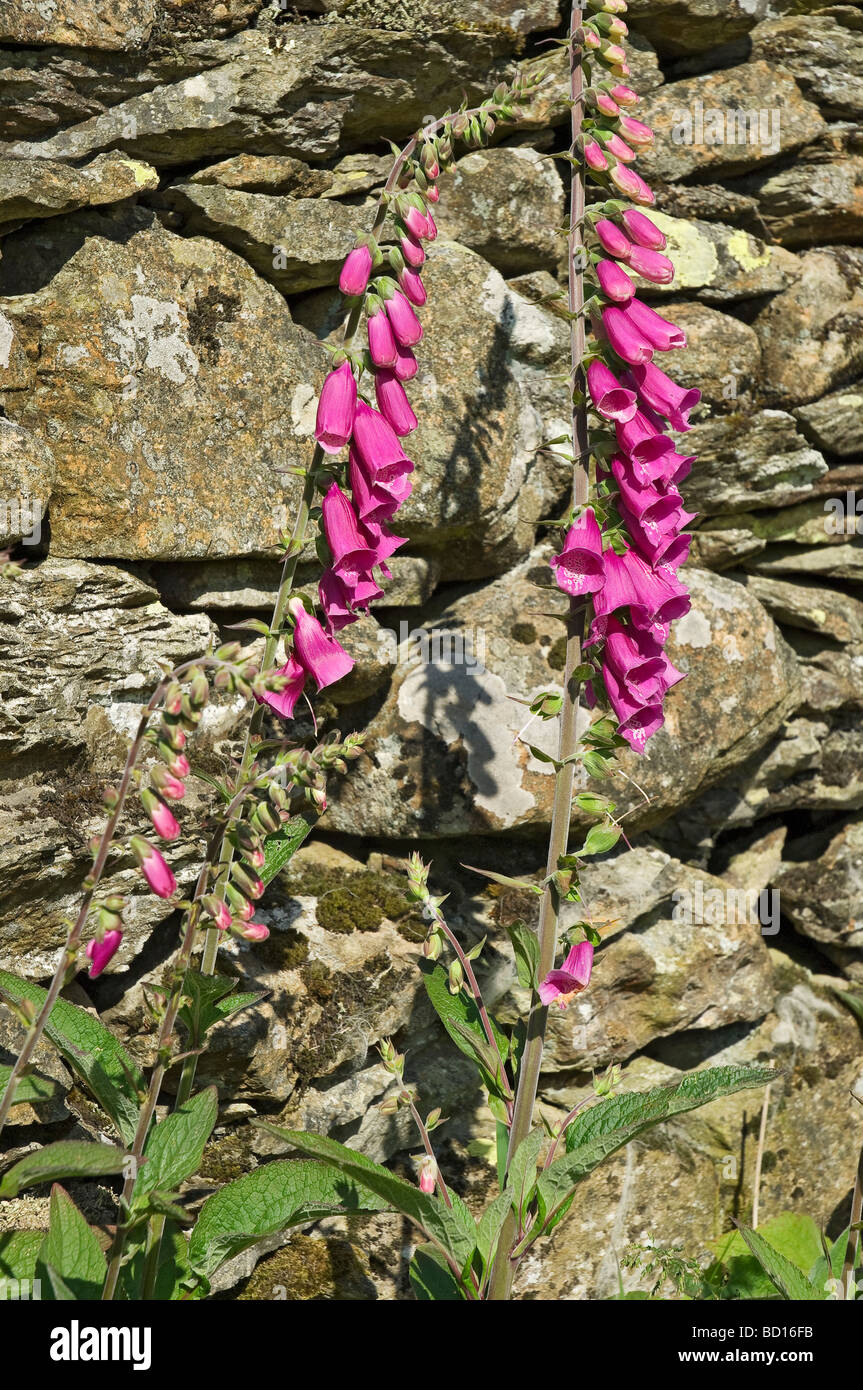 Uk purple wildflowers hi-res stock photography and images - Alamy