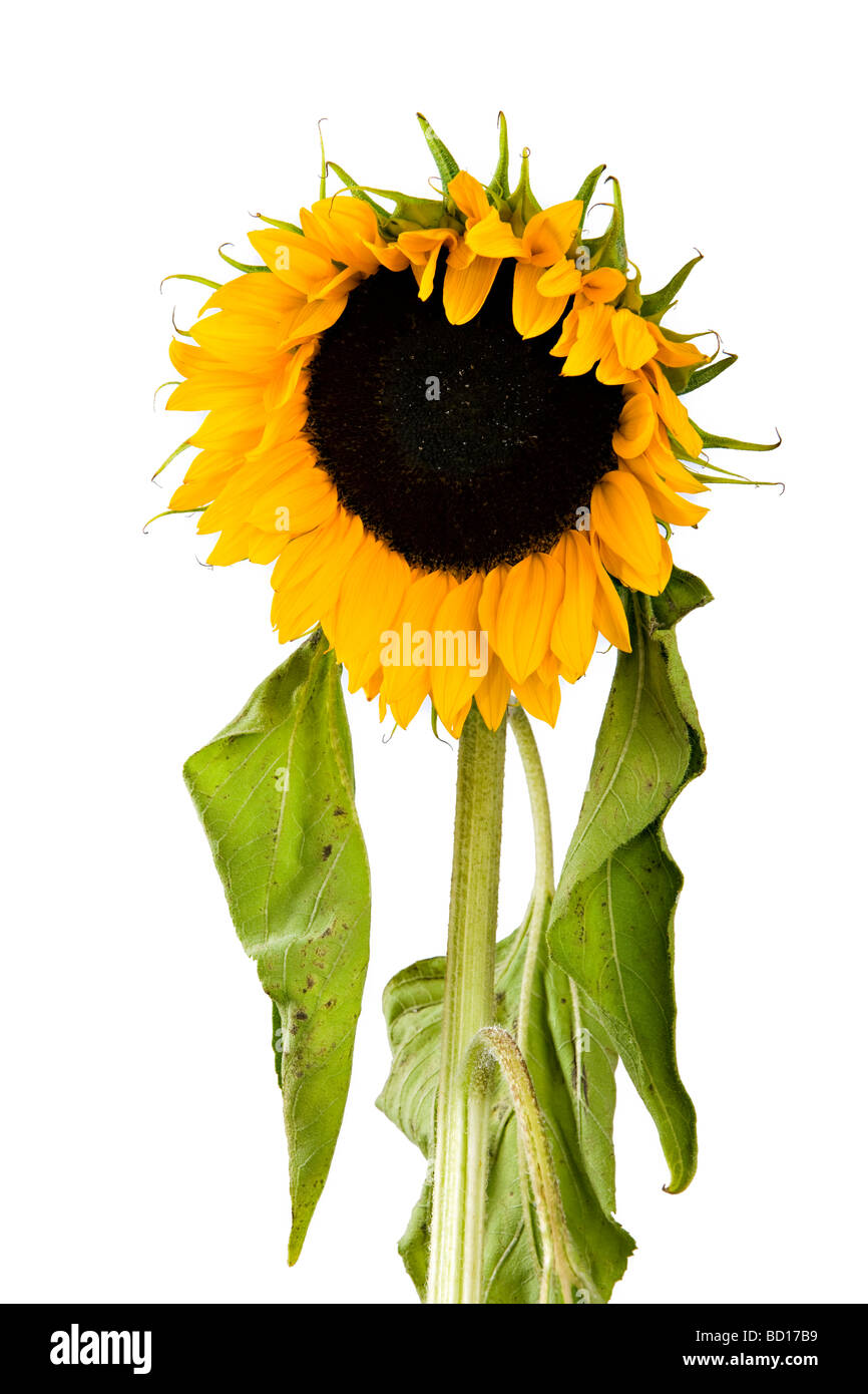Sunflower Decay High Resolution Stock Photography and Images - Alamy