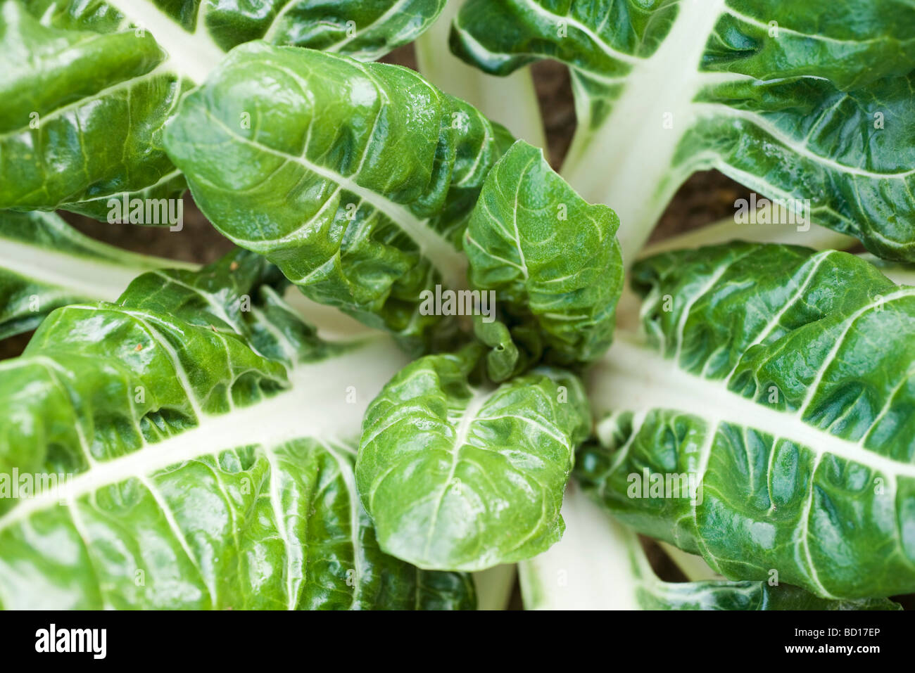 Swiss chard growing in vegetable garden, viewed from above, close-up ...