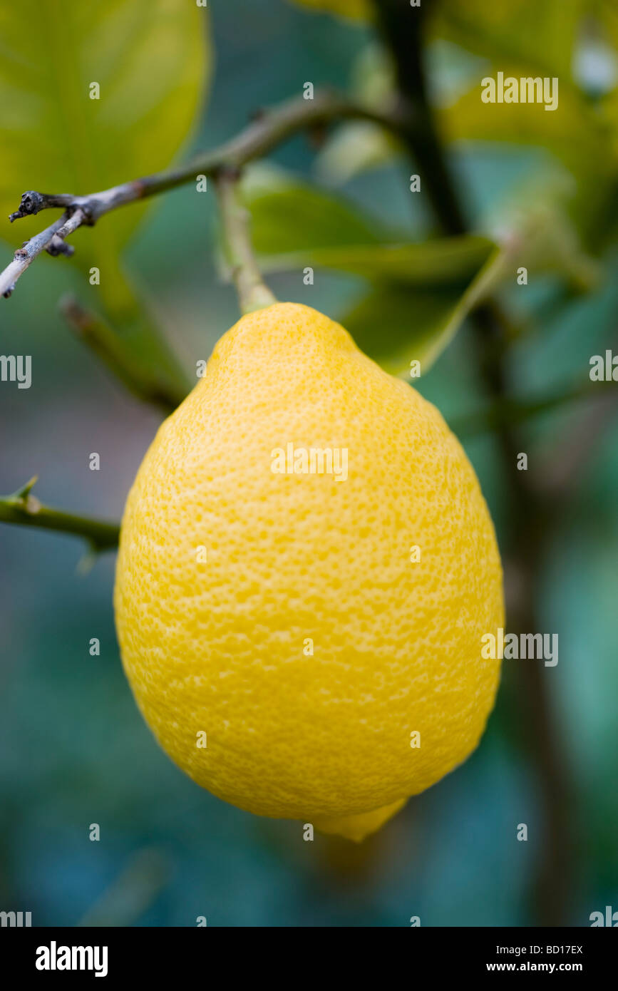 Lemon growing on tree, close-up Stock Photo - Alamy