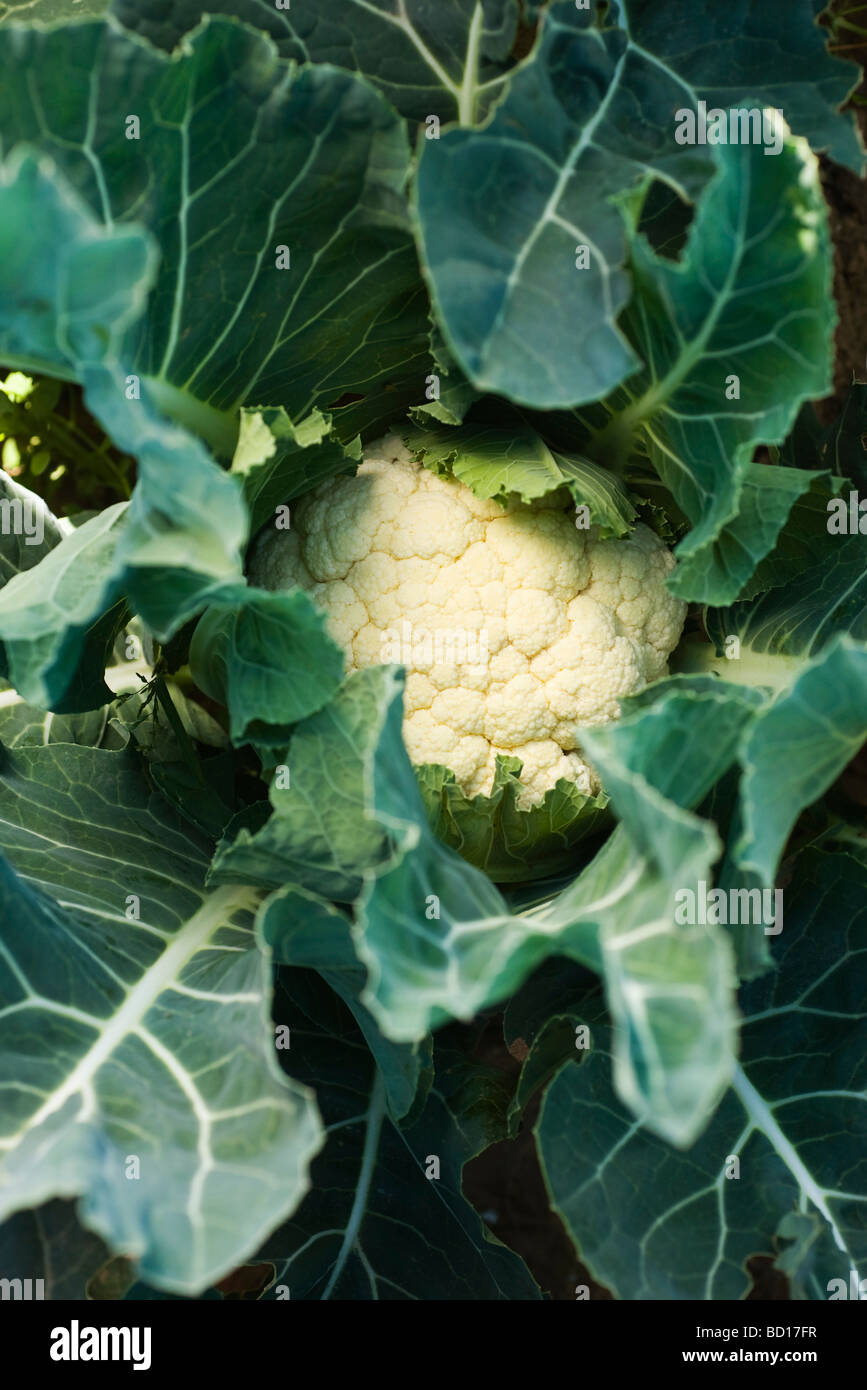 Cauliflower growing in vegetable garden Stock Photo - Alamy