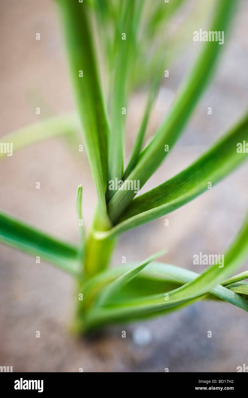 Onion stalk hi-res stock photography and images - Alamy