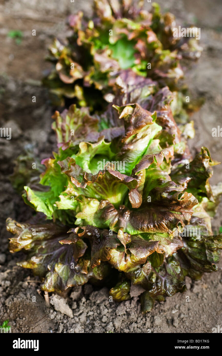 Red Batavia lettuces growing in vegetable garden Stock Photo - Alamy