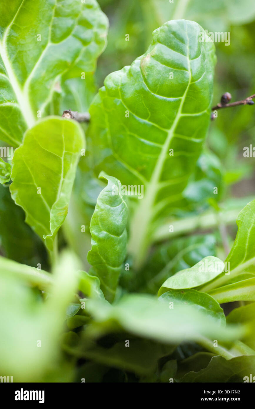 Swiss chard growing in vegetable garden Stock Photo - Alamy