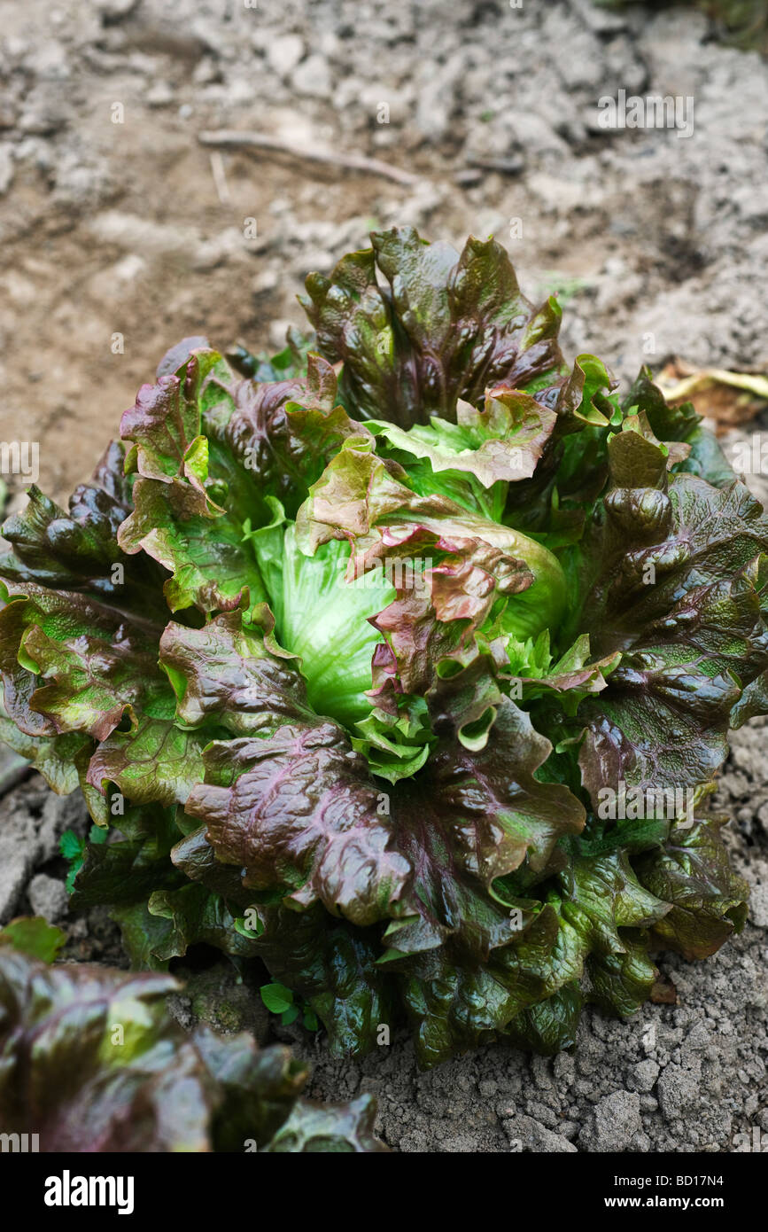 Red Batavia lettuce growing in vegetable garden Stock Photo - Alamy