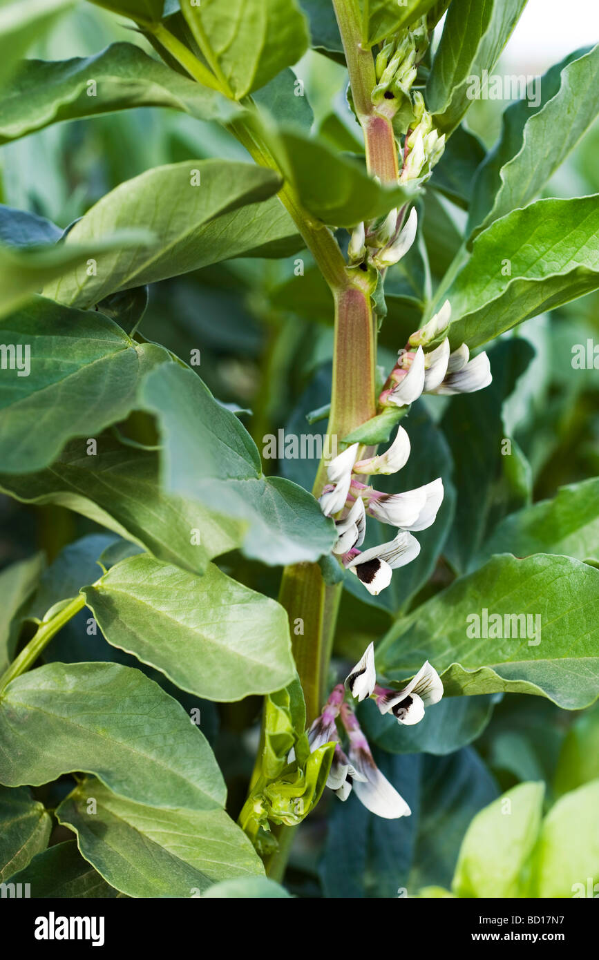 Broad bean plant, close-up Stock Photo - Alamy